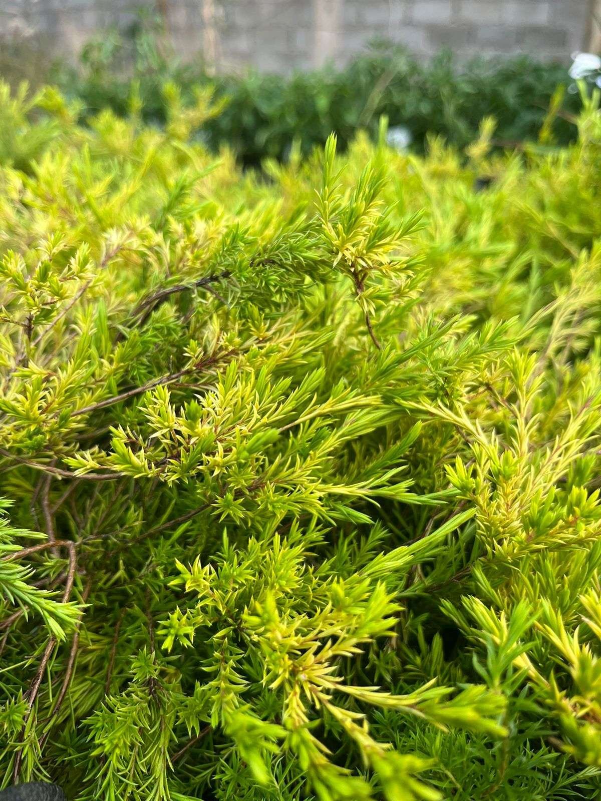 DIOSMA AMARILLO – Vivero de los Reyes