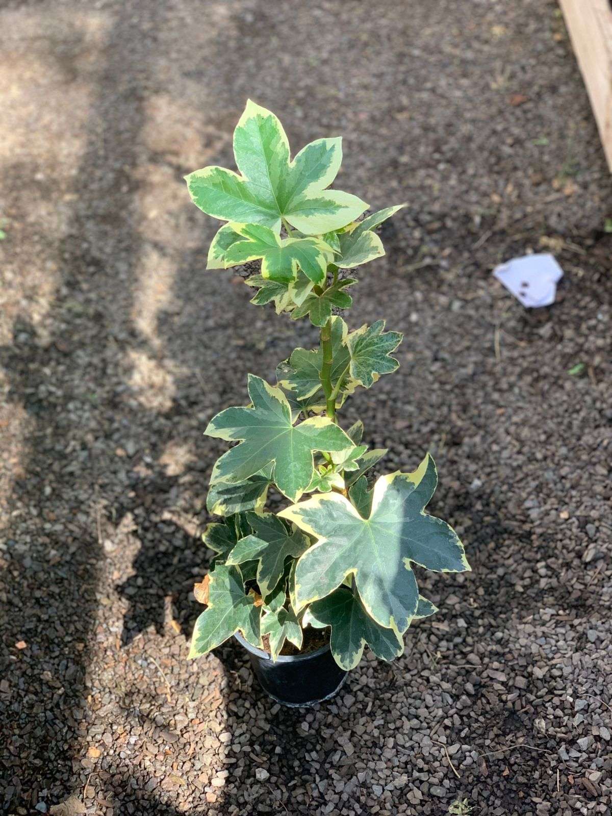 ARALIA VARIEGADA – Vivero de los Reyes