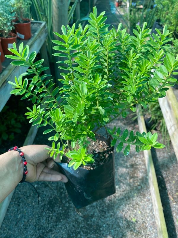VERONICA PROSTRATA – Vivero de los Reyes