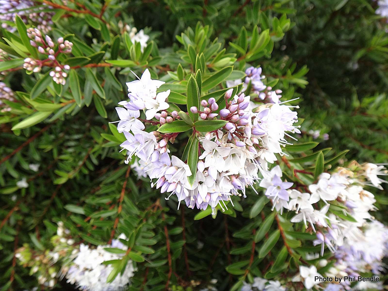 VERONICA PROSTRATA – Vivero de los Reyes