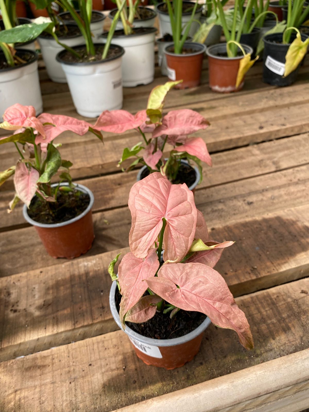 SINGONIO NEON PINK – Vivero de los Reyes