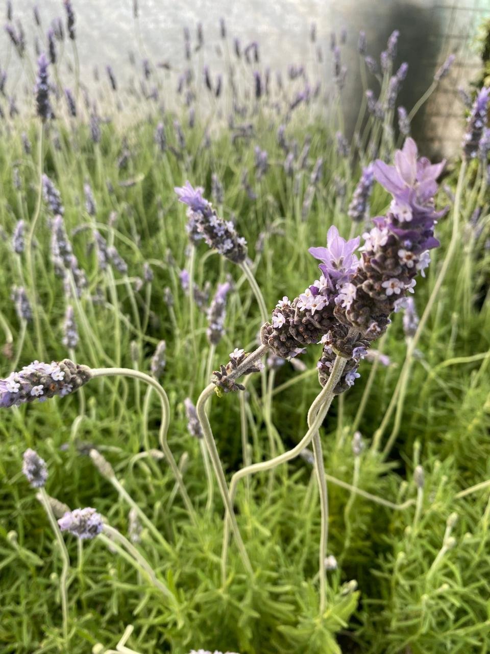 LAVANDA FRANCESA B25 – Vivero de los Reyes