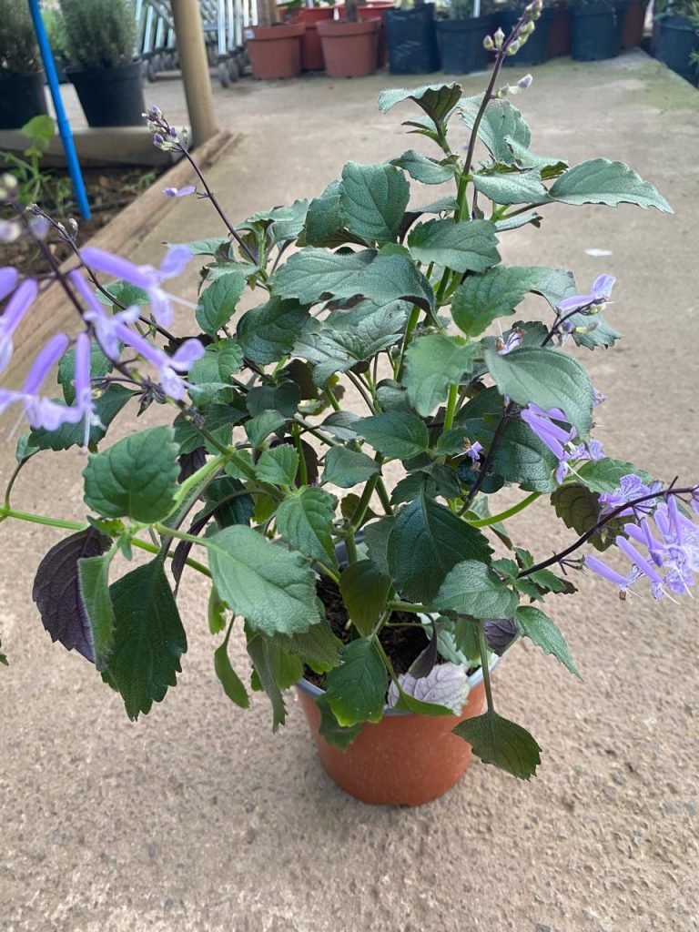 DOLAR AZUL M-14 – Vivero de los Reyes