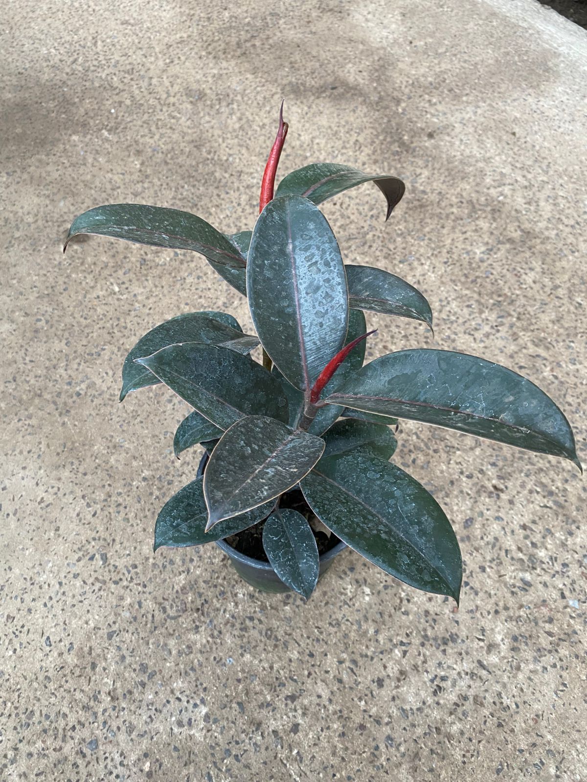 GOMERO BURGUMDY – Vivero de los Reyes