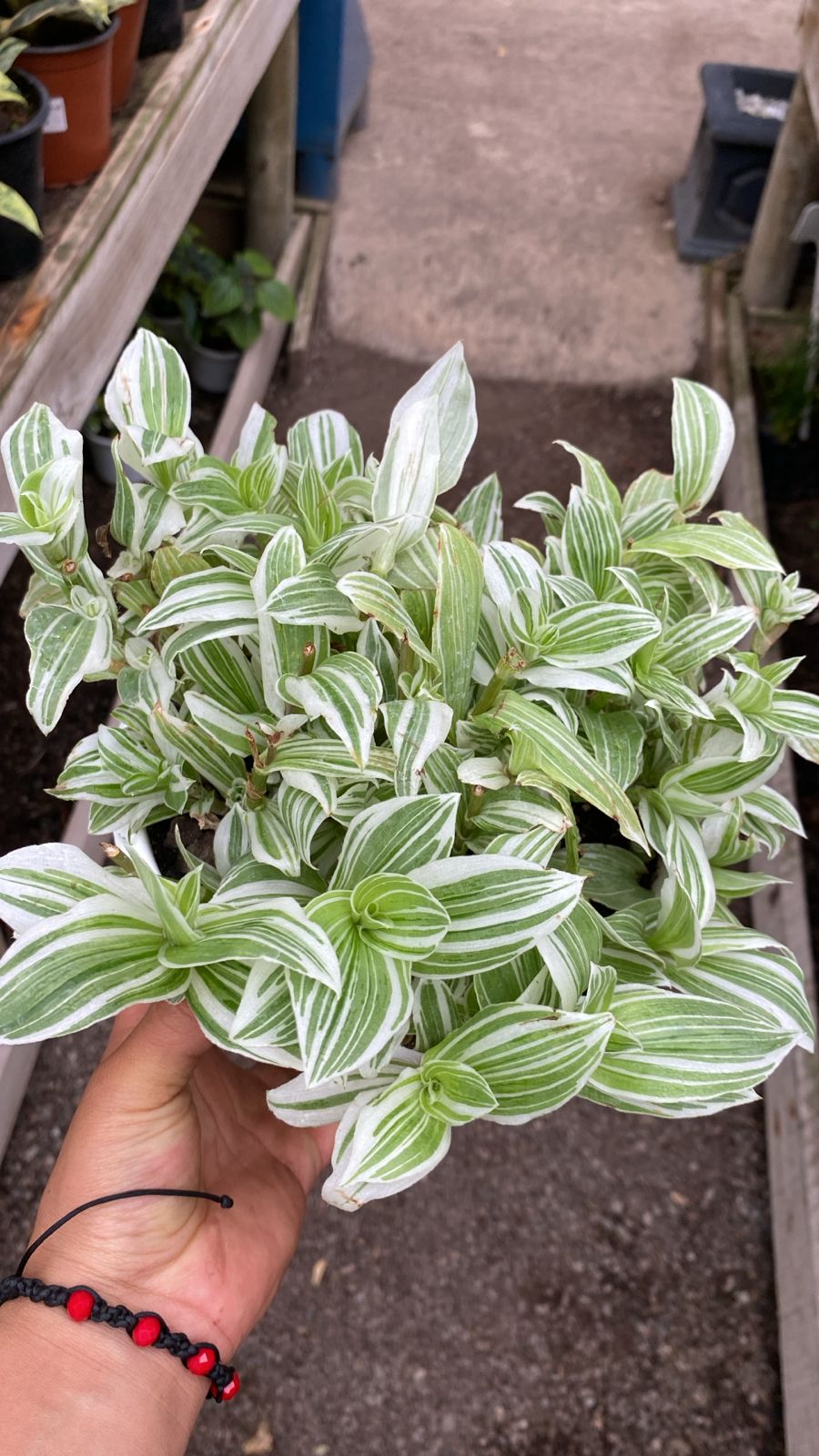 Zebrina Colgante Blanca Vivero De Los Reyes