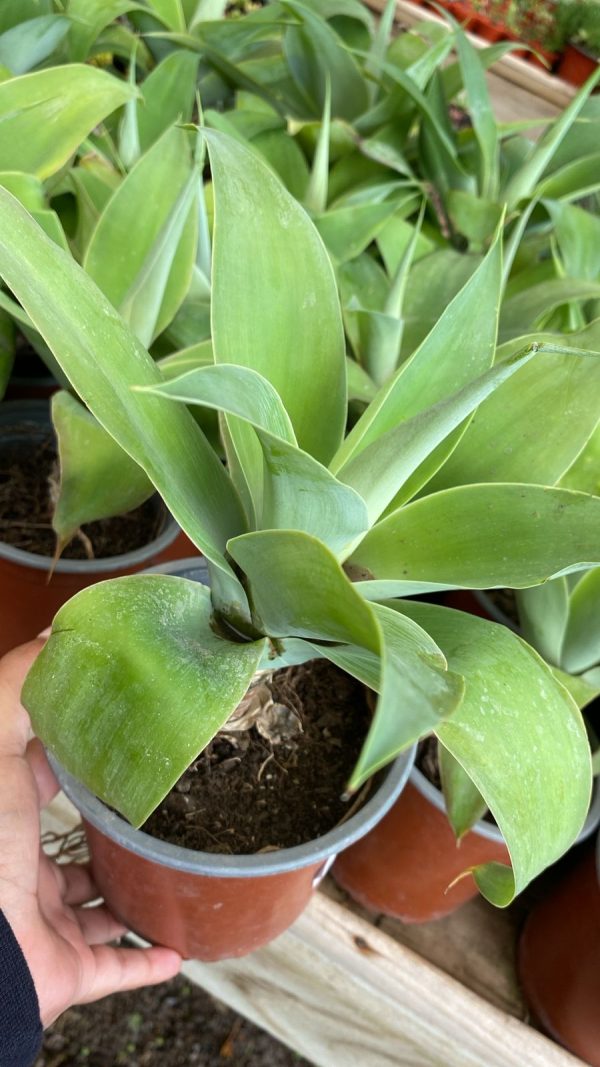 AGAVE MEDIANO – Vivero de los Reyes